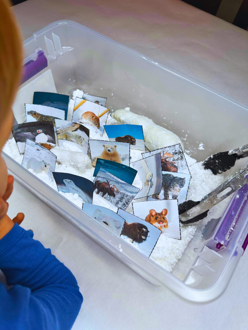 Arctic Animal Sensory Bin Speech Therapy - Speech Therapy Store