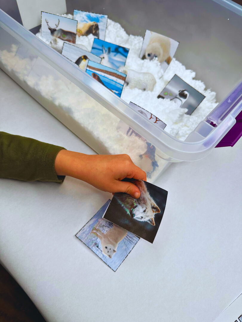 Arctic Animal Sensory Bin Speech Therapy - Speech Therapy Store